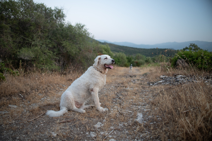 Livestock Guardian Dog Breeds: A Comparison - Goat Journal